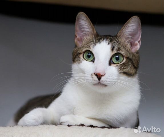 Кот Мэт в добрые руки