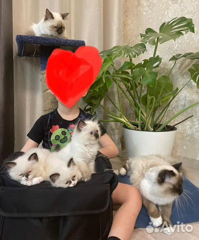 Котята священная бирма