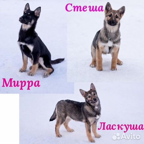 Щенки собаки