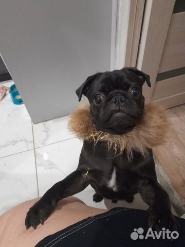 Черный мопс