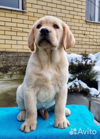 Супер дети Лабрадора с документами