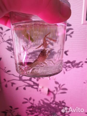 Обменяю, отдам, продам мраморного рака