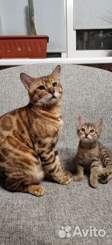 Бенгальская девочка 2 месяца