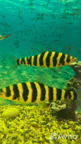 Лепоринус аффинис