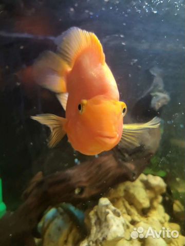 Попугаи американские