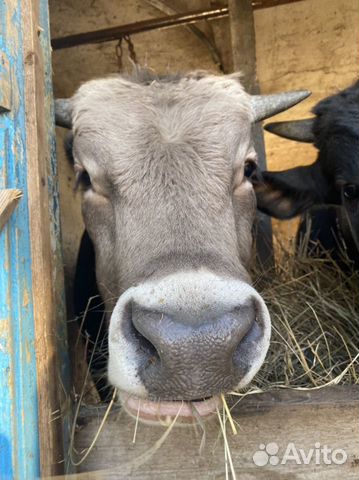 Бык на племя порода Швиц