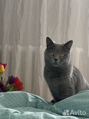 Британская