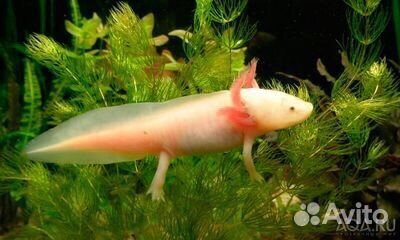 Продам аксолотль