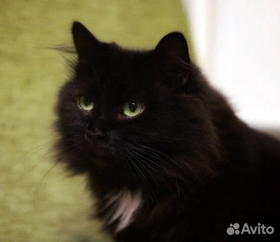 Кошечка-ультразвук