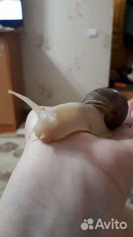 Улитки ахатины