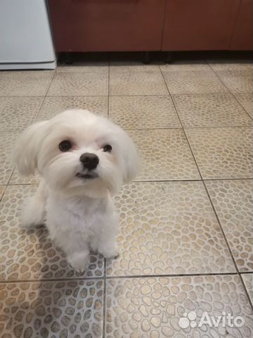 Ждём невесту на вязку