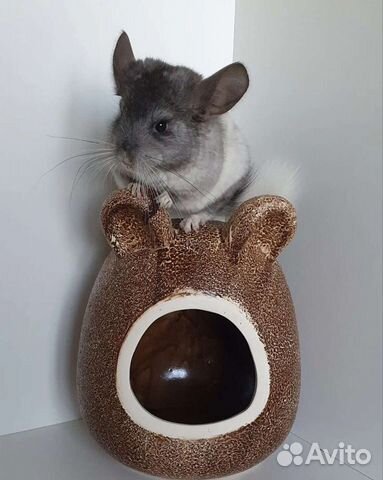 Шиншилленок мальчик белый экстр темн эбони