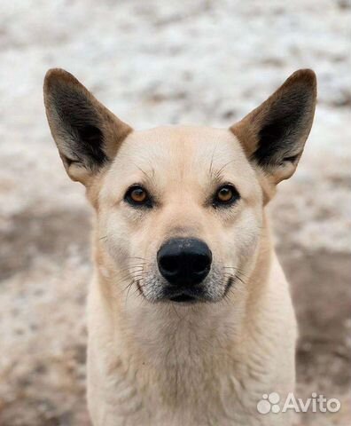 Собака улыбка в добрые руки