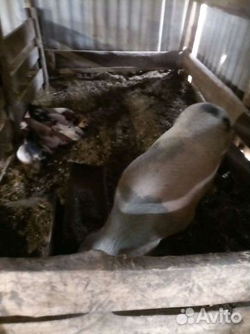 Поросенок ландрас+ Дюрок