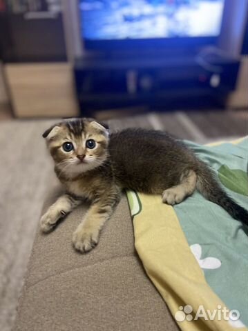 Шотландская вислоухая котенок