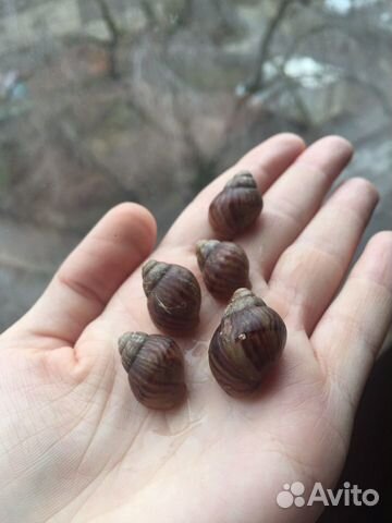 Детки улиток ахатин