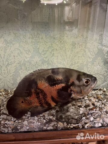 Астронотус