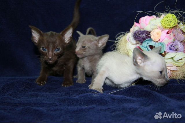 Три полуграции ориентальные