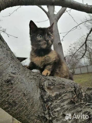 Кошки бесплатно