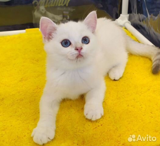 Шотландский мальчик