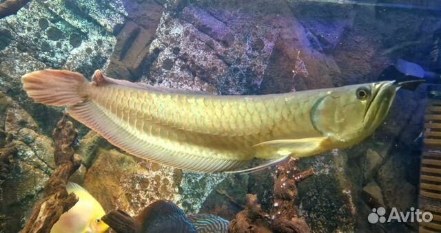 Арована. Импорт