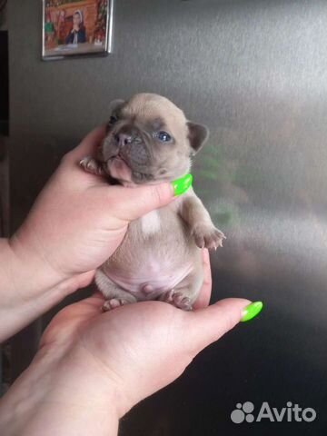 Французский бульдог mini
