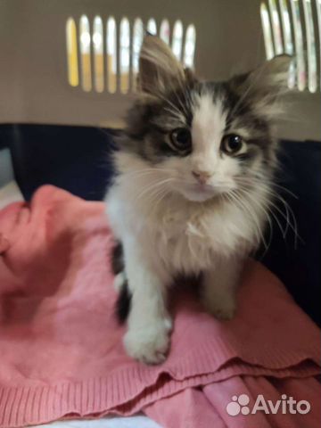 Пушистый котенок лапушка