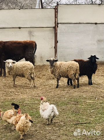 Овцы бараны
