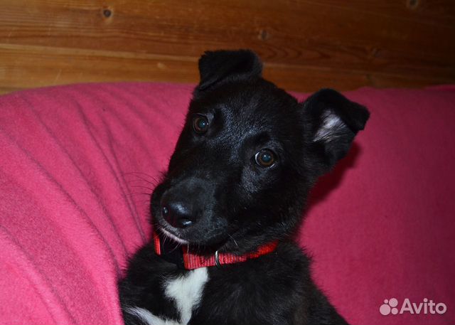 Щенок Адель ищет семью