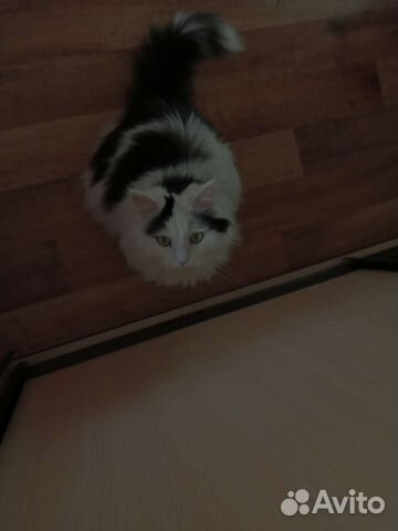 Кошки в добрые руки бесплатно