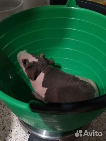 Морская свинка скинни