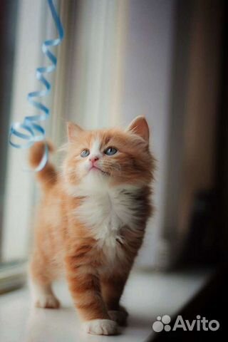 Котята сибирские пушистики