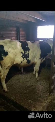 Телка на мясо