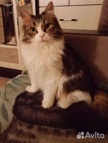 Кот