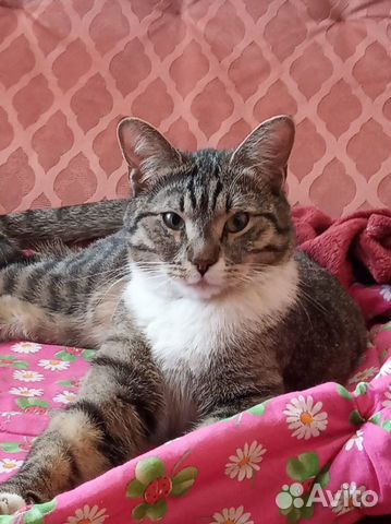 Отдам в добрые руки