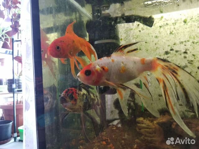 Аквариумные рыбы. Золотые рыбки - карпы