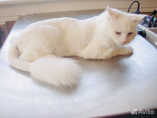 Стрижка кошек у вас дома