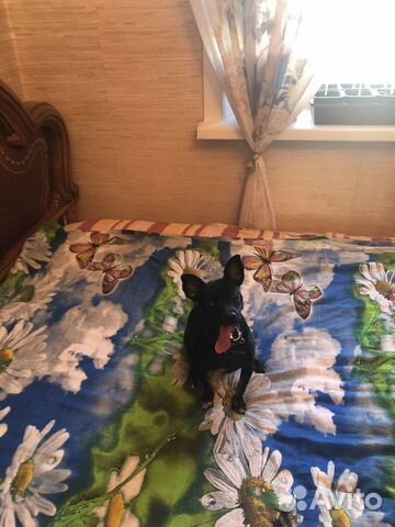 Собаки пинчер