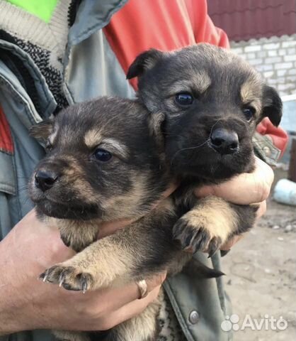 Лабродоры щенки (метисы) 1 месяц