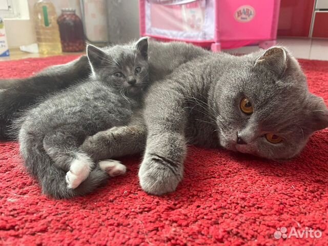 Котенокок мама Британская