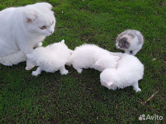 Шотландские вислоухие котята