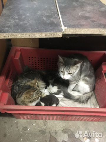 Котята в добрые руки