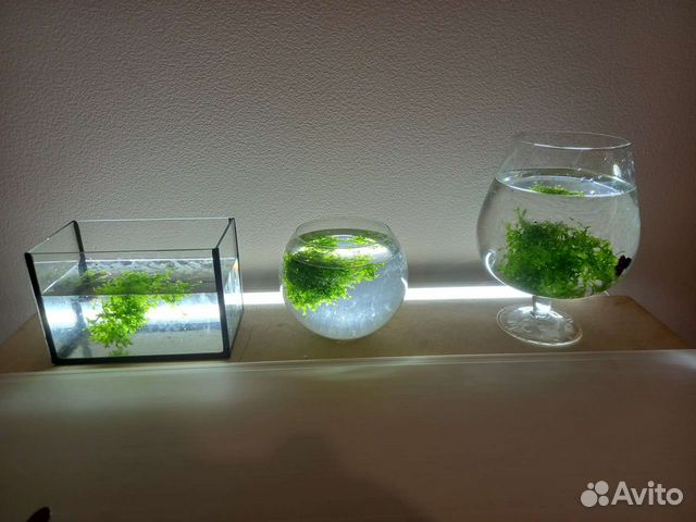 Аквариум с рыбкой