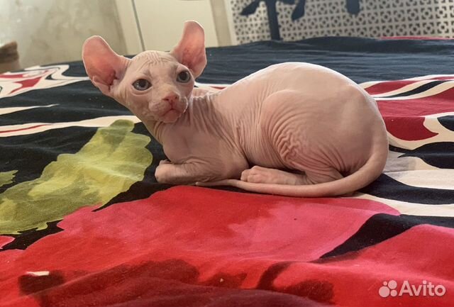 Мальчик эльфик