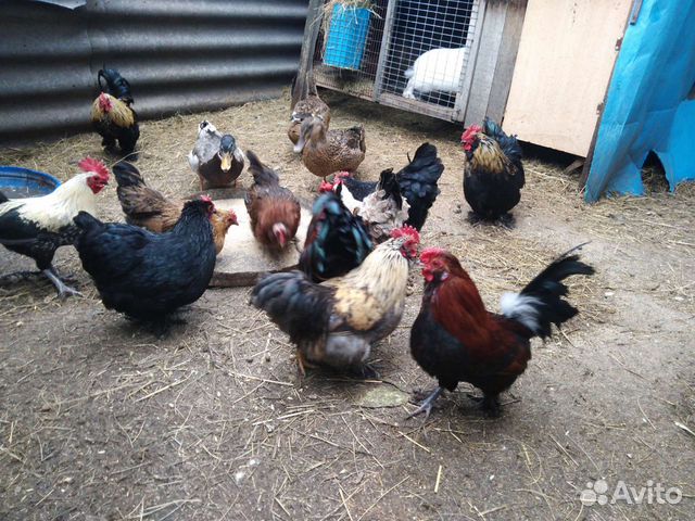 Куры петухи бентамки и кохинхины декоративные