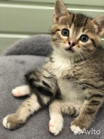 Кошка Мишелька