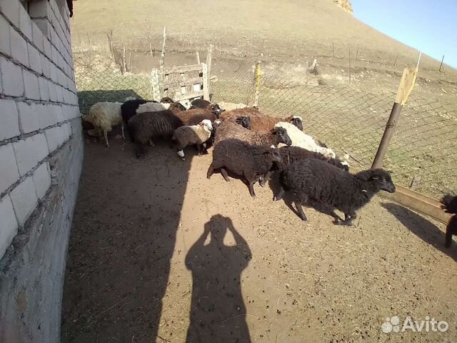 Ягнята и Овцы