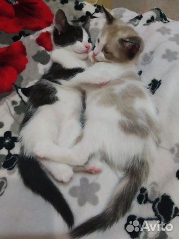 Котик и кошечки в дар