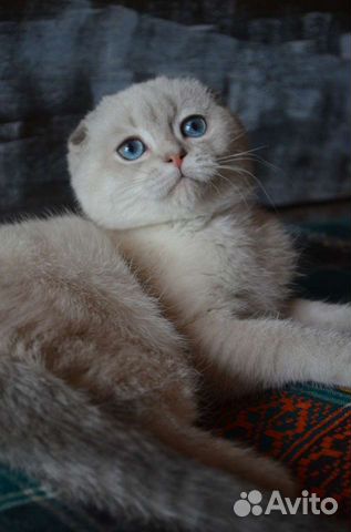 Шотландский вислоухий котик