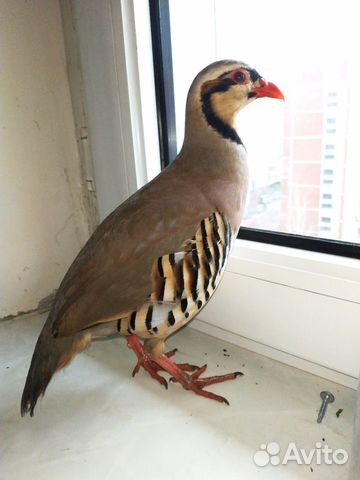 Кеклик (каменная куропатка)